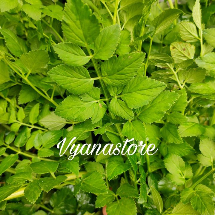 Daun Seladren - Daun Tespong segar 1 kg herbal | Lazada Indonesia