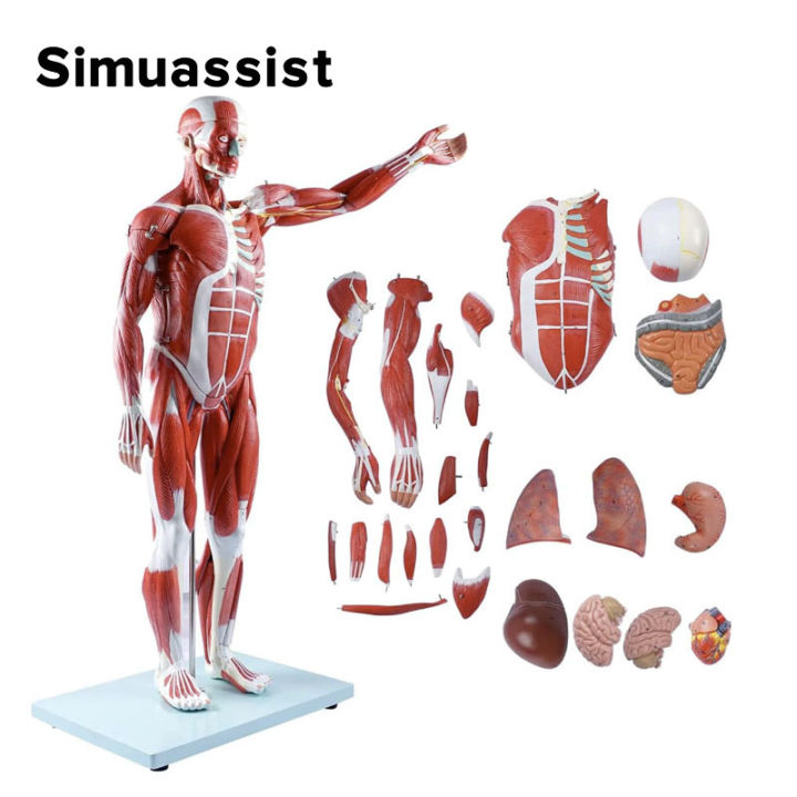 80CM 27 Parts Anatomy Model With Internal Organ Human Muscular Figure ...