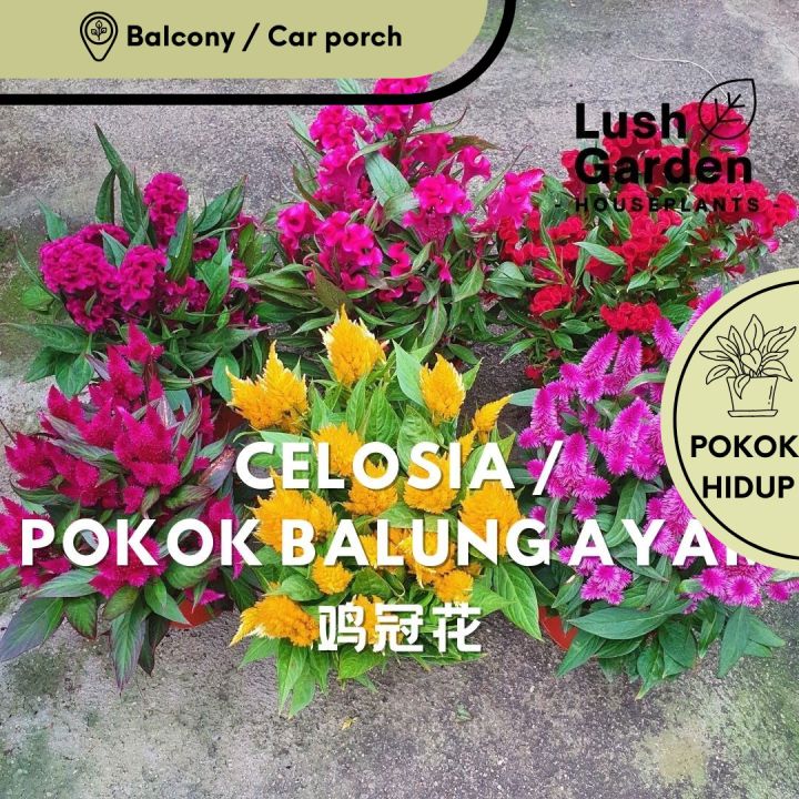 Celosia Cockscomb / Pokok Bunga Balung Ayam 鸡冠花 150mm Pot Live Plant ...