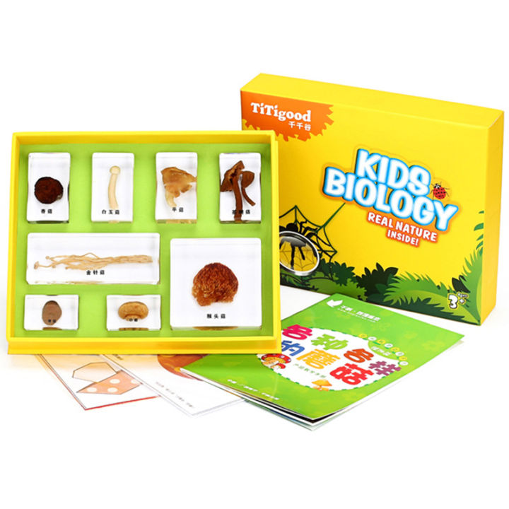 A variety of mushroom early education children's scientific experiment ...