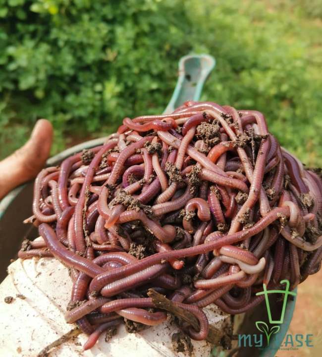 1kg+/500g+ Vermicomposting Vermiculture Worms African NightCrawlers ANC ...