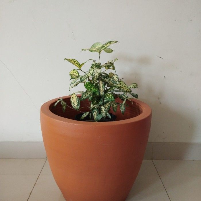 POT BESAR POT TANAMAN DARI GERABAH TANAH LIAT DIAMETER 50 CM 40 CM ...
