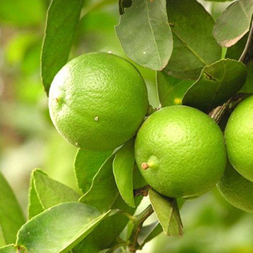 POKOK LIMAU KASTURI CALAMANSI LIME REAL LIFE PLANT INDOOR OUTDOOR HIGH QUALITY | Lazada