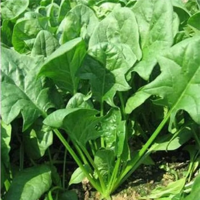 Bayam Jepang 25 biji bibit seed Benih Bayam Jepang F1 Horenzo Bibit ...