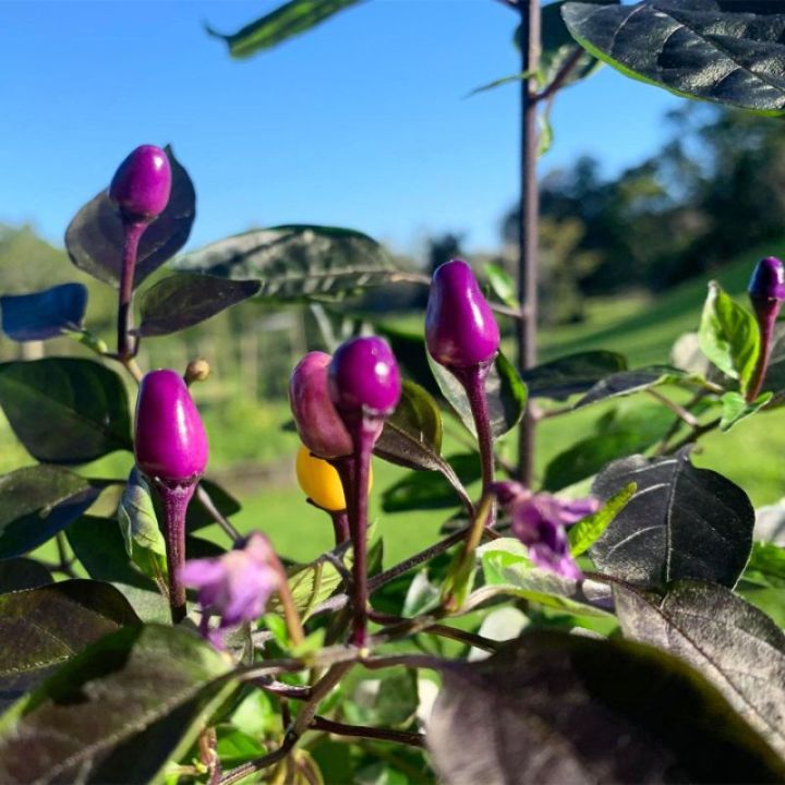 Tanaman hias cabai ungu berbuah / cabe ungu / chilii purple | Lazada ...