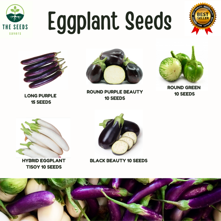 EGGPLANT SEEDS - Talong Haba - Talong bilog - Round green | Lazada PH