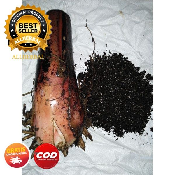 BIBIT PISANG RAJA BULU/RAJA TEMEN UNGGUL TERBAIK unggul terbaik ...