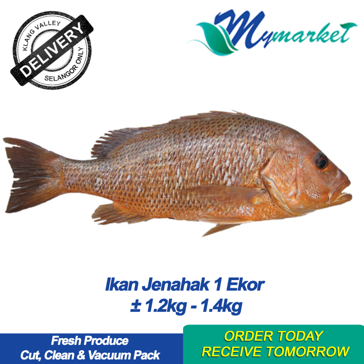 [Delivery Klang Valley] Ikan Jenahak 1 Ekor (Golden Snapper) ±1.2kg - ± ...