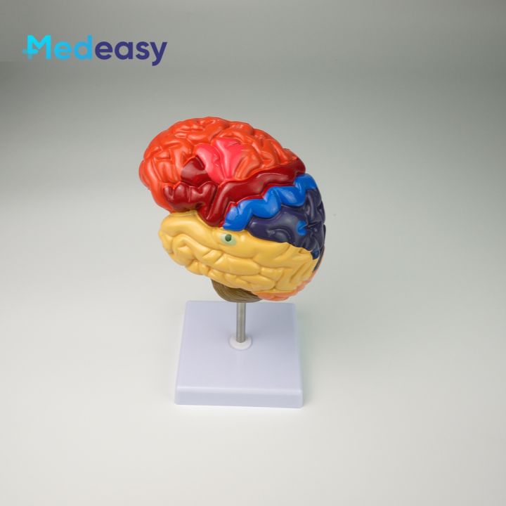 Half of the brain anatomy model, half of the human brain anatomy model ...