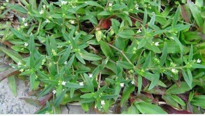 rumput mutiara untuk herbal anti kanker,segar bersih dan fresh 100grm ...