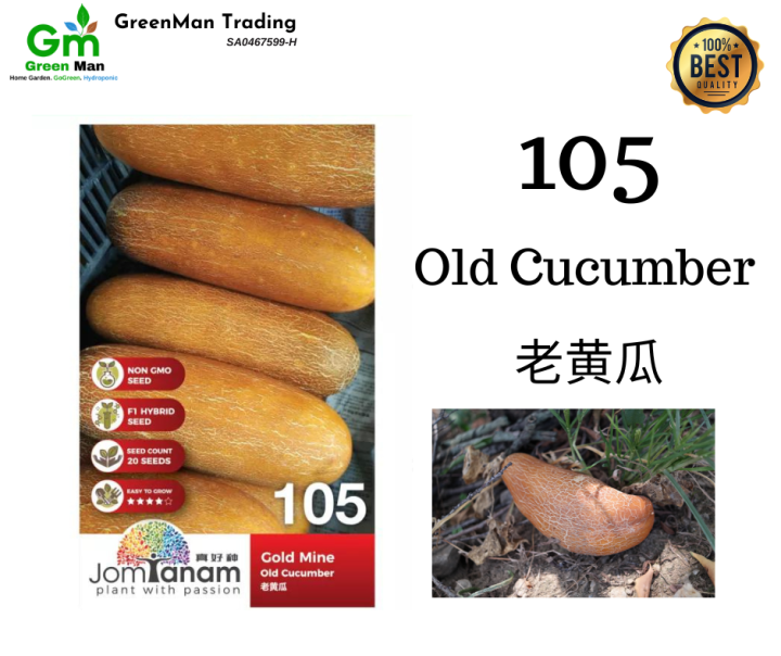 Seed Old Cucumber Gold Mine 老黄瓜- 105（20seeds) | Lazada