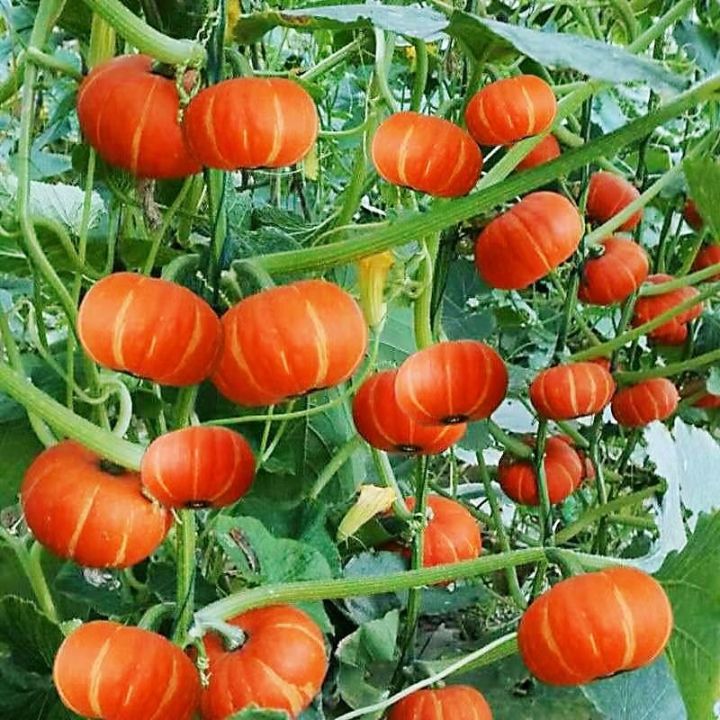 Biji Benih Labu Oren 5pcs/Golden Pumpkin Seed /橙皮南瓜 - 5 Seed | Lazada