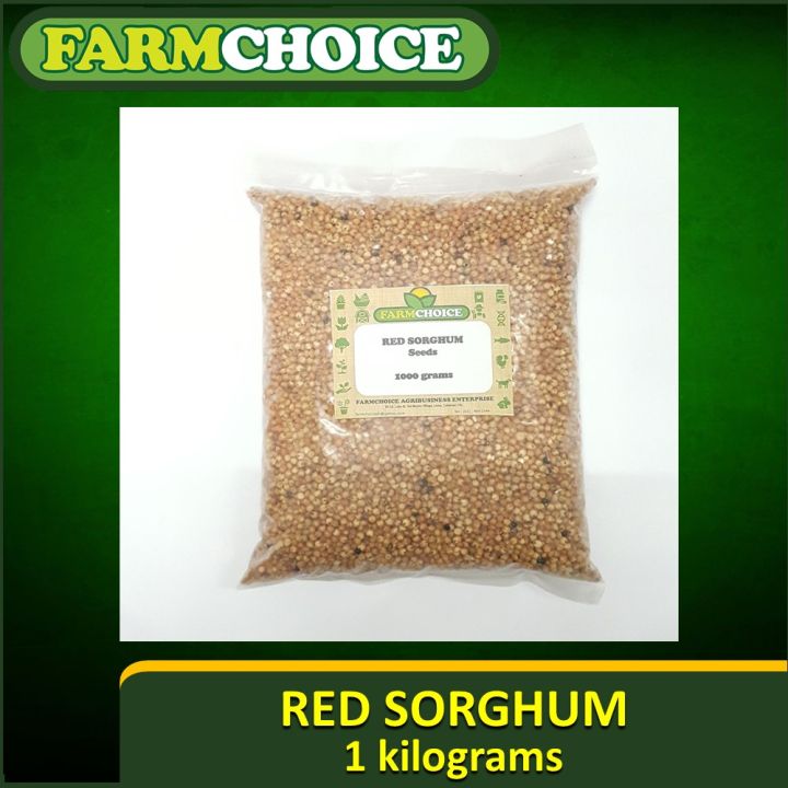 Red Sorghum Seeds 1Kg | Lazada PH