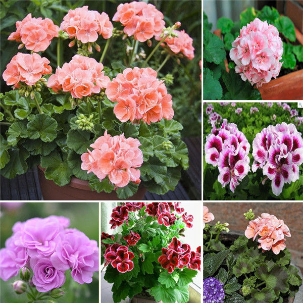 Ready Stock 100Pcs Mix Color Geranium Seeds Benih Bunga Keladi Viral ...