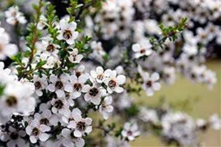 MANUKA TEA TREE SEEDS LEPTOSPERMUM SEED GARDEN MANUKA HONEY SEED ...
