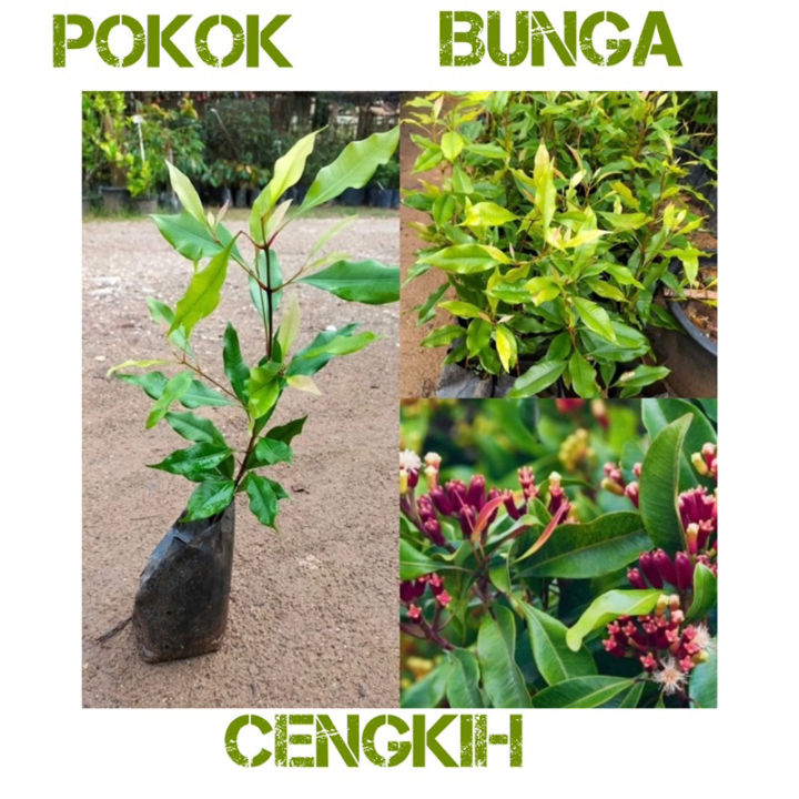 Pokok Bunga cengkih ,thai murah,Pokok bunga cengkih | Lazada