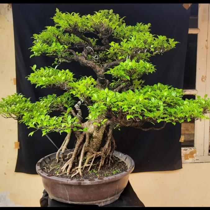 bonsai kimeng beringin, pohon kimeng, tanaman beringin kimeng [[[ TERSEDIA COD ]]] | Lazada ...