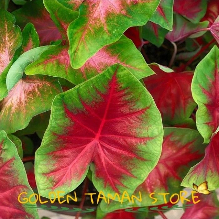 Tanaman Hias Keladi Merah/Caladium Merah | Lazada Indonesia