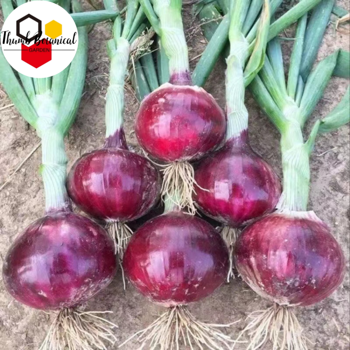 (200 SEEDS) RED ONION SEEDS/Red Hawk Variety/HIGH YIELD/HYBRID/EASY TO ...