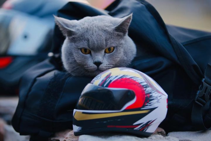 ATUBAN Small Pet Motorcycle Helmet Cat Dog Puppy Mini Helmets,Full Face ...