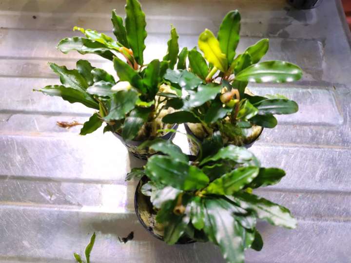 Bucephalandra Bucep Sp Lowtech Aquatic Plant | Lazada