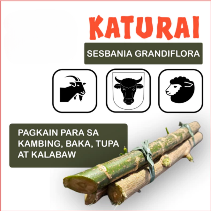 KATURAY Sesbania Grandiflora| LEGUMBRE pakain sa BAKA TUPA KAMBING at ...