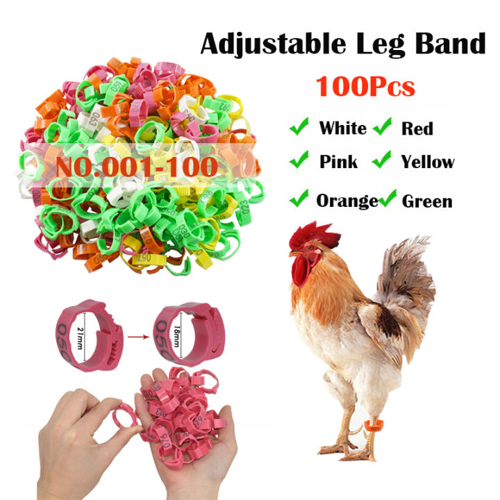 100Pcs Legband for fighting cock Adjustable chicken leg ring Poultry ...