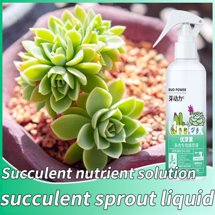 succulent fertilizer 300ml liquid fertilizer | Lazada PH