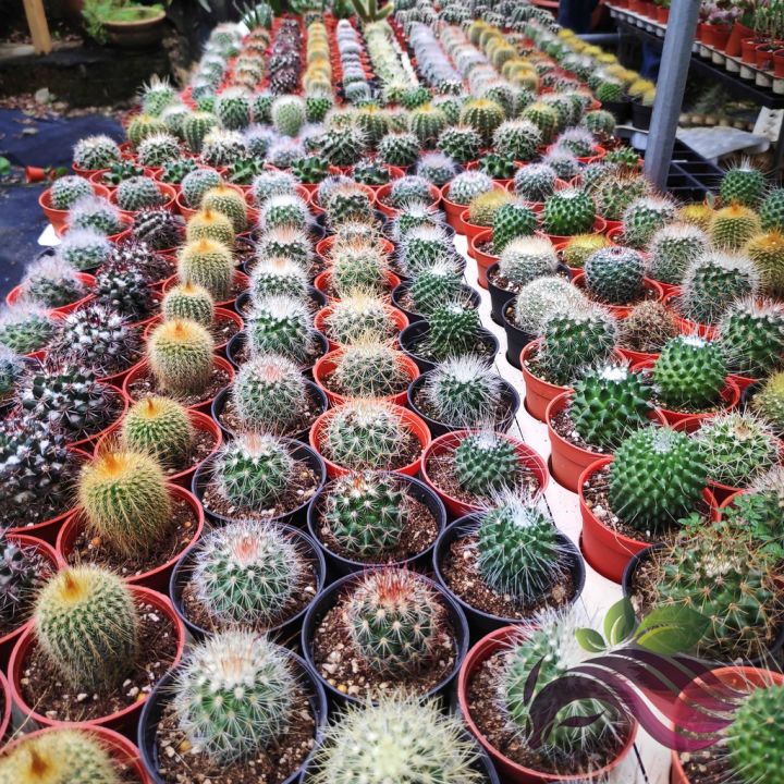 [Succulents] Random Cactus Kaktus Succulent by LS group | Lazada