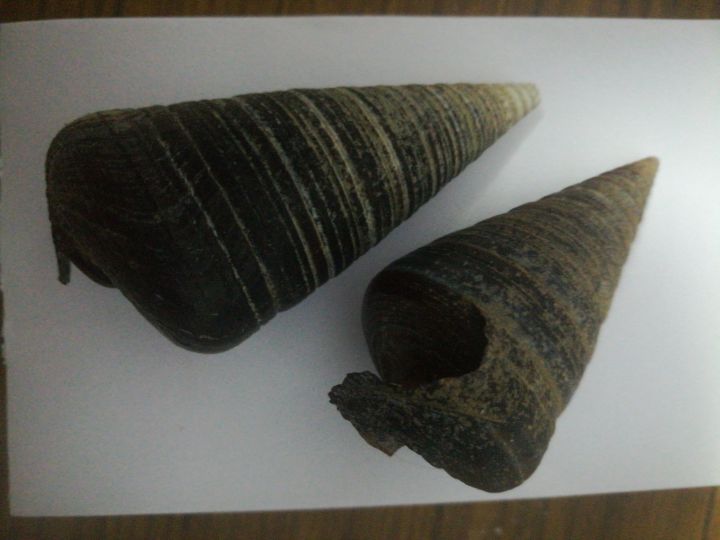 Natural Seashell "Telescopium" well know as Telescope Shell | Lazada