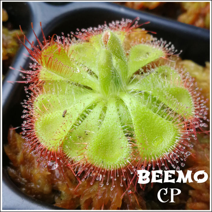 Drosera Burmannii - Carnivorous Plant | Lazada