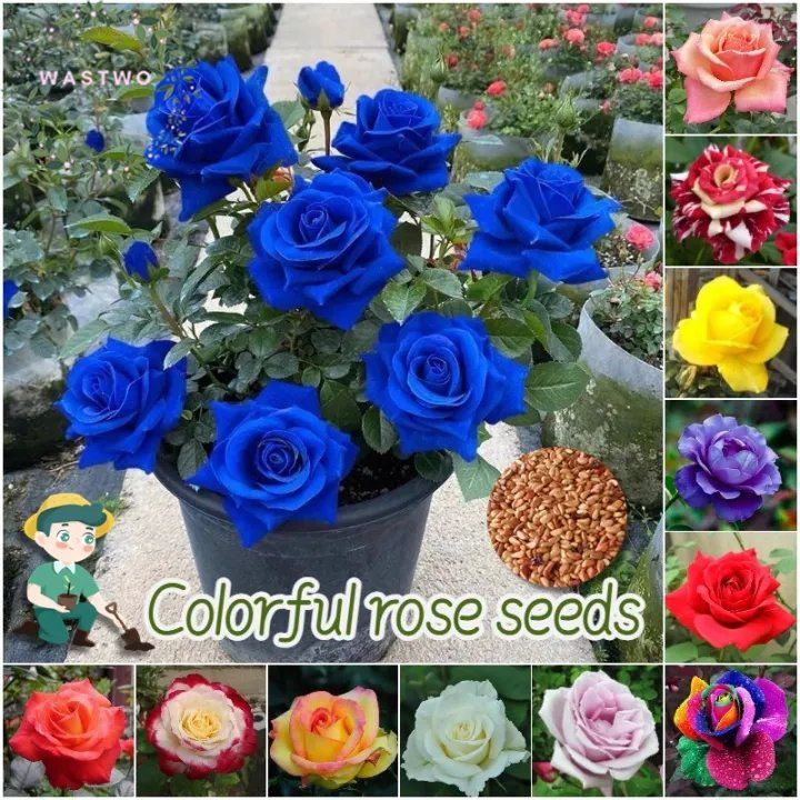 2PACK Mix 10pcs Colorful Rose Seeds for Planting Assorted Flower Seeds ...