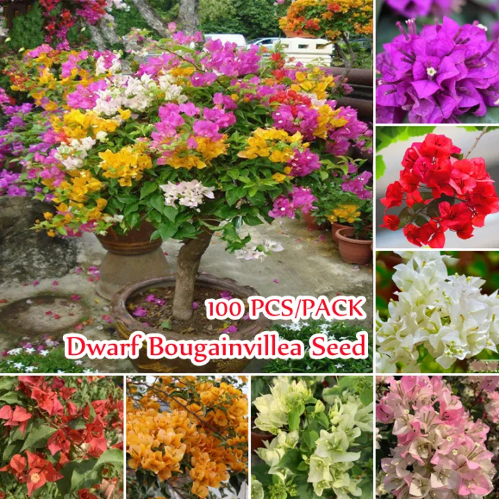 Dwarf Bougainvillea Seeds for Planting (100 Seeds Per Bag ...