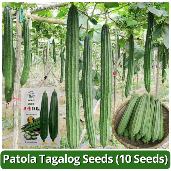 เมล็ดพันธุ์ บวบเหลี่ยม บรรจุ 10 เมล็ด Angular Luffa Seeds Vegetable ...