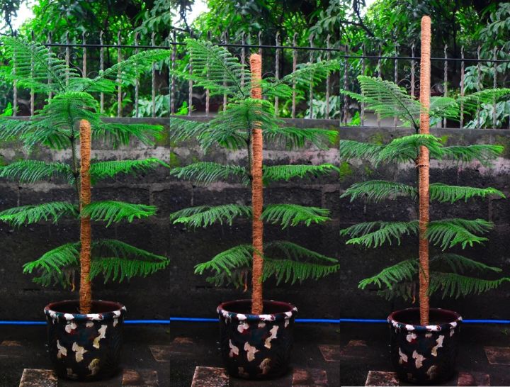 Coco pole for plants l Available in 1ft ,1.5 ft,2ft,3ft,4ft and 5ft in ...