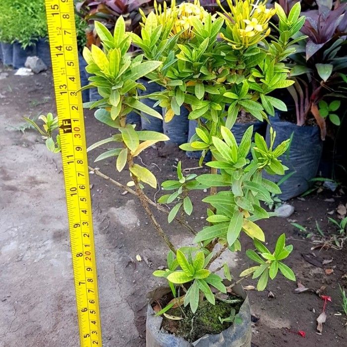Asoka Singapura Bunga Warna Kuning Soka Kuning | Lazada Indonesia