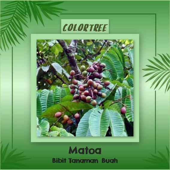 Bibit Tanaman Buah Matoa 60cm | Lazada Indonesia