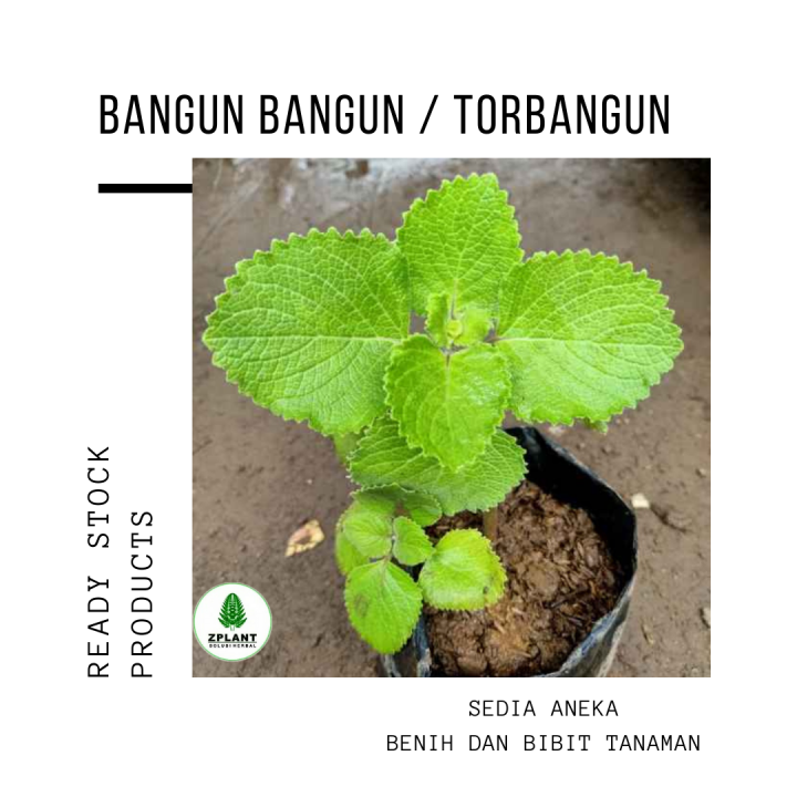 bibit tanaman herbal bangun bangun / torbangun | Lazada Indonesia