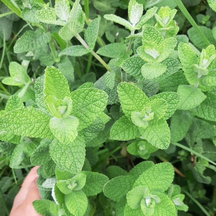 Daun Mint Segar (100gr) | Lazada Indonesia