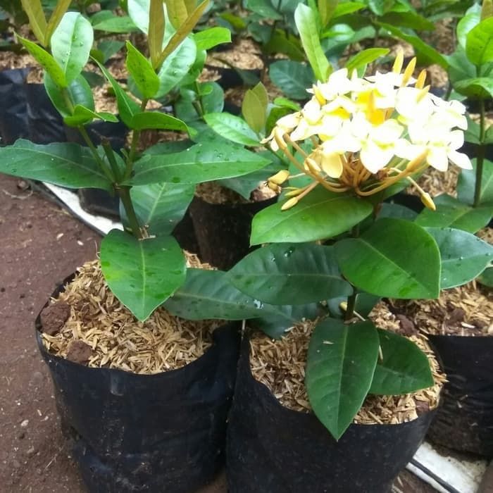 Tanaman Hias Kembang Asoka Kuning / Tanaman soka / Bibit Asoka Kuning ...