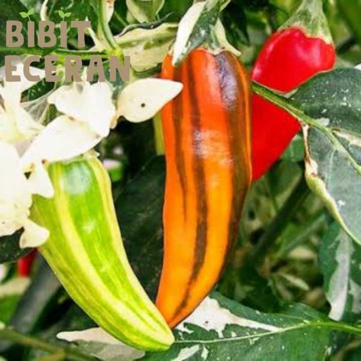 CABE FISH PAPER REPACK - ISI +/-5 BENIH BIBIT BIJI SAYURAN HIDROPONIK ...