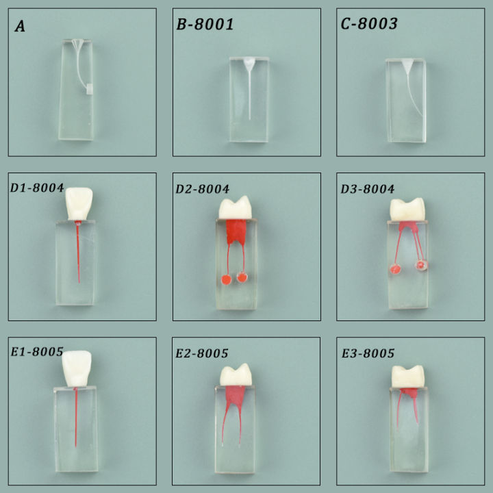 Dental Endodontic Root Model Canal Block Practice Pulp Cavity Clear ...