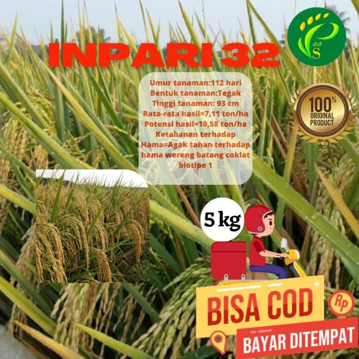 BIJI Padi INPARI 32 5KG | Lazada Indonesia