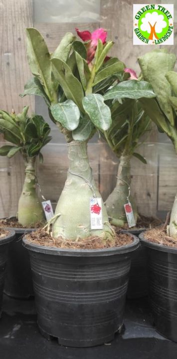 Bonsai - Adenium 15cm Pot / Adenium Big 25cm Pot 富贵花 For Garden ...