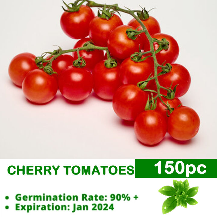 Vegetables 50 Seeds kamatis talong pechay ampalaya sigarilyas upo ...