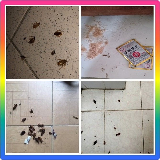 Powerful Powder Killing Cockroach Bait / Pest Cockroach Powder 灭蟑螂 ...