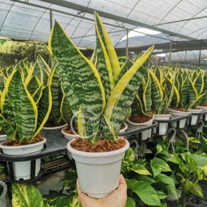 TKL - Sansevieria Superba Sansevieria Family Air Purifying Plant 短叶金边虎尾兰 | Lazada
