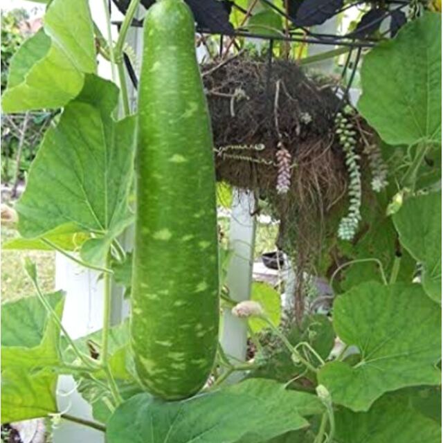 UPO ( NATIVE ) Jumbo 50 seeds (not plants)· | Lazada PH