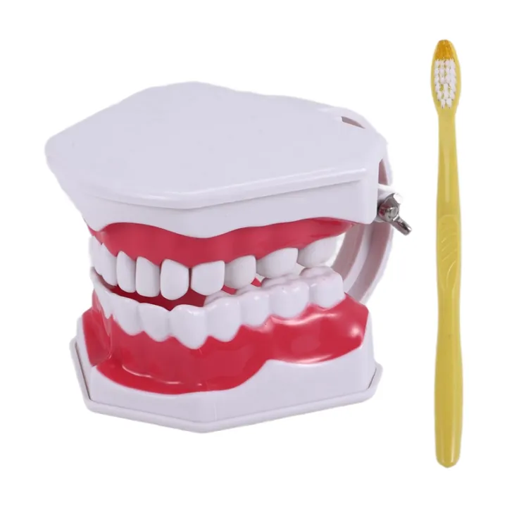 Dental Model Brushing Flossing Practice Teeth Typodonts Mode Gingiva ...