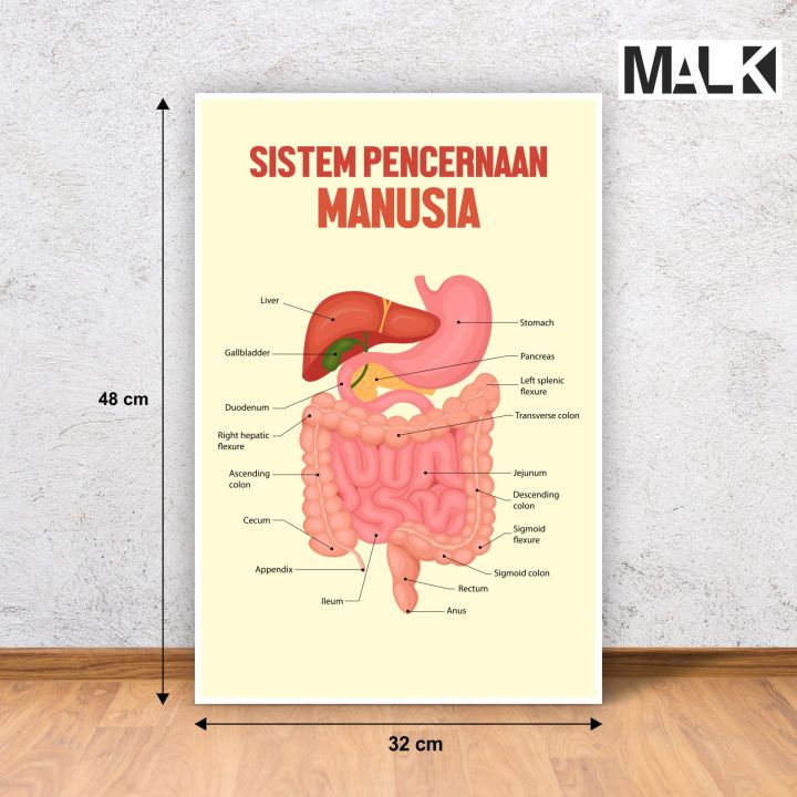 Poster Sistem pencernaan Manusia | Lazada Indonesia